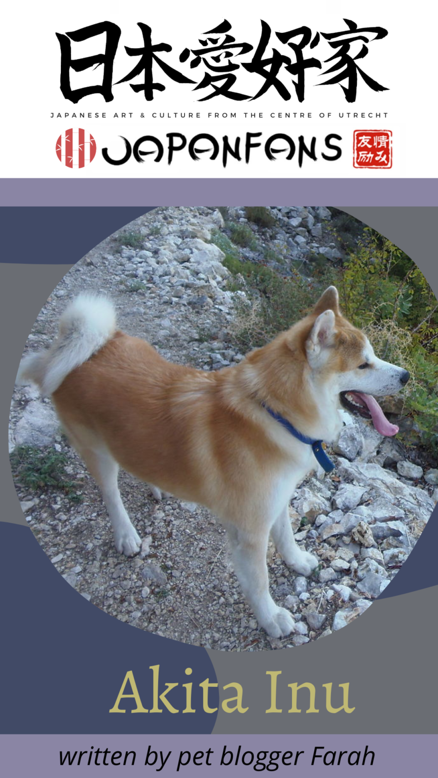 History & Characteristics of Akita Dog Breed - Japan Fans